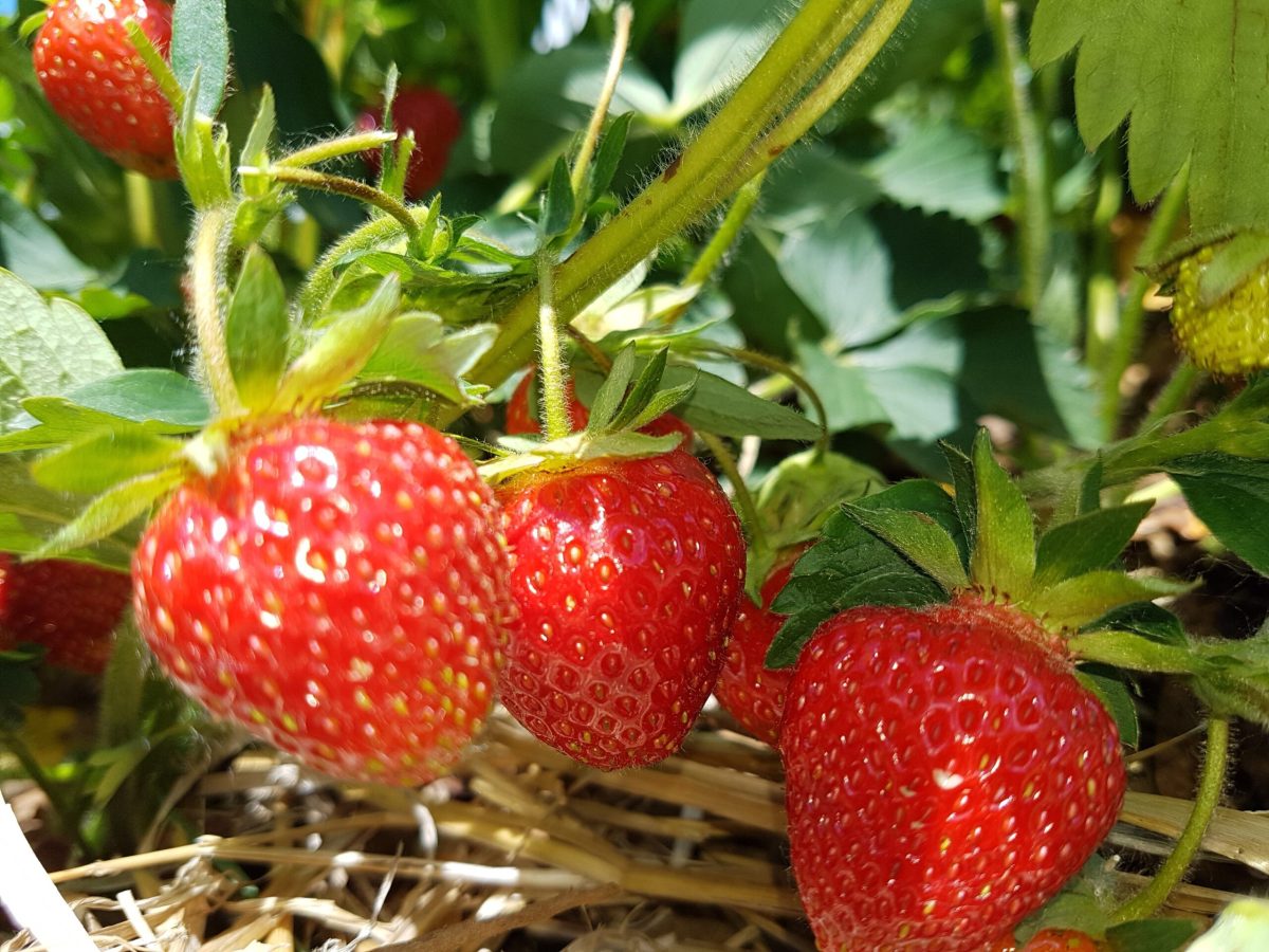 La saison des fraises du Québec est commencée - Courrier Laval