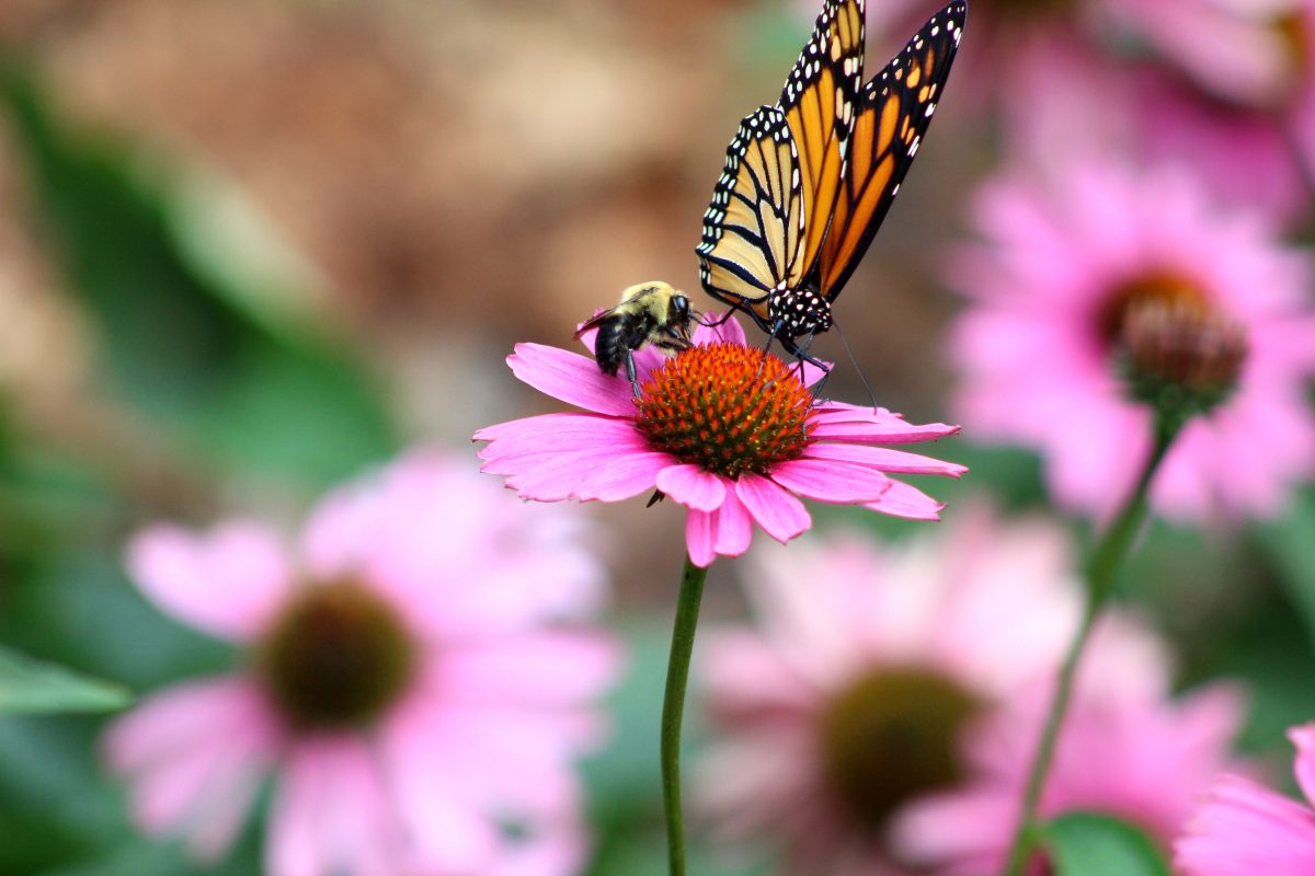 Laval devient Ville amie des abeilles
