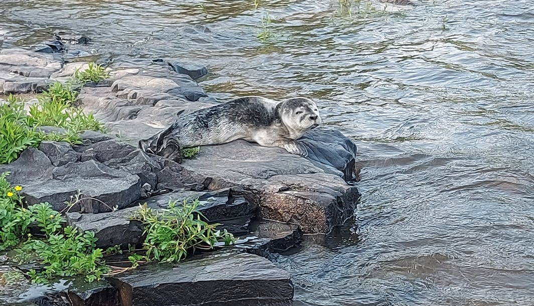 Un bébé phoque au bord de la rivière des Prairies