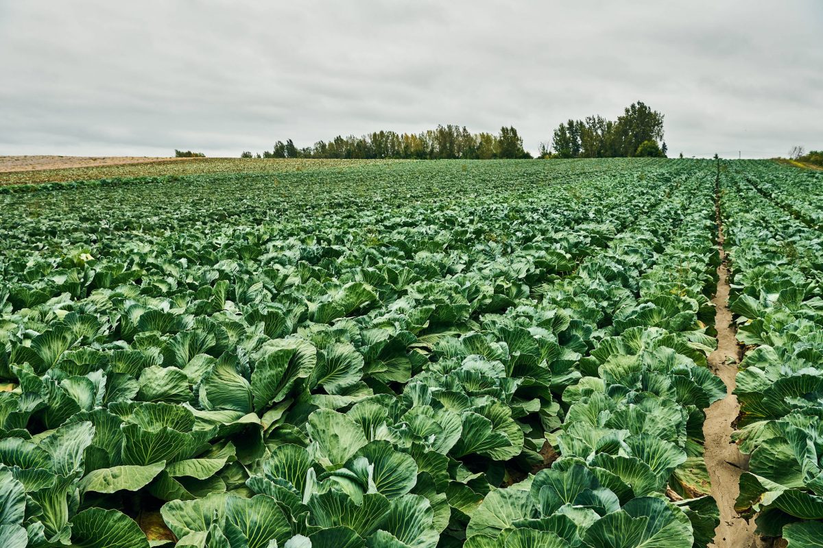 Laval n’écarte pas la possibilité d’agrandir la zone agricole permanente