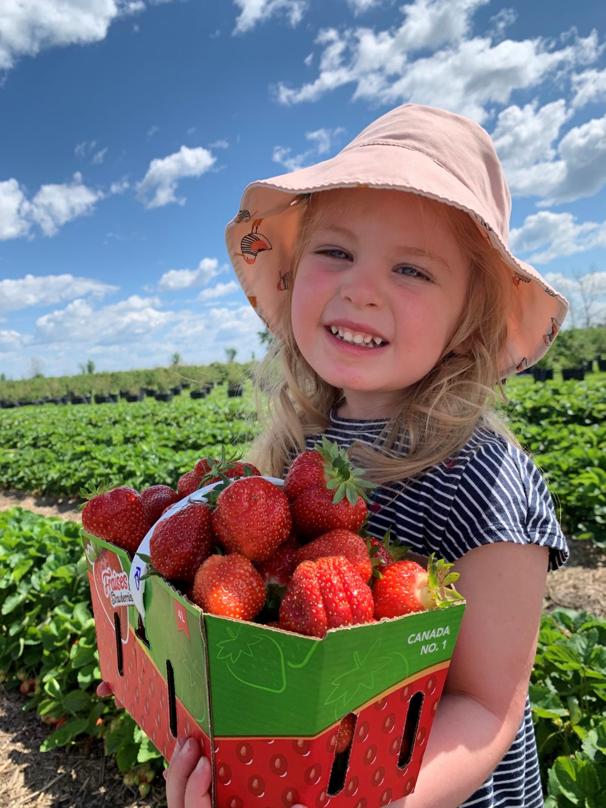Cinq endroits pour cueillir des fraises à Laval