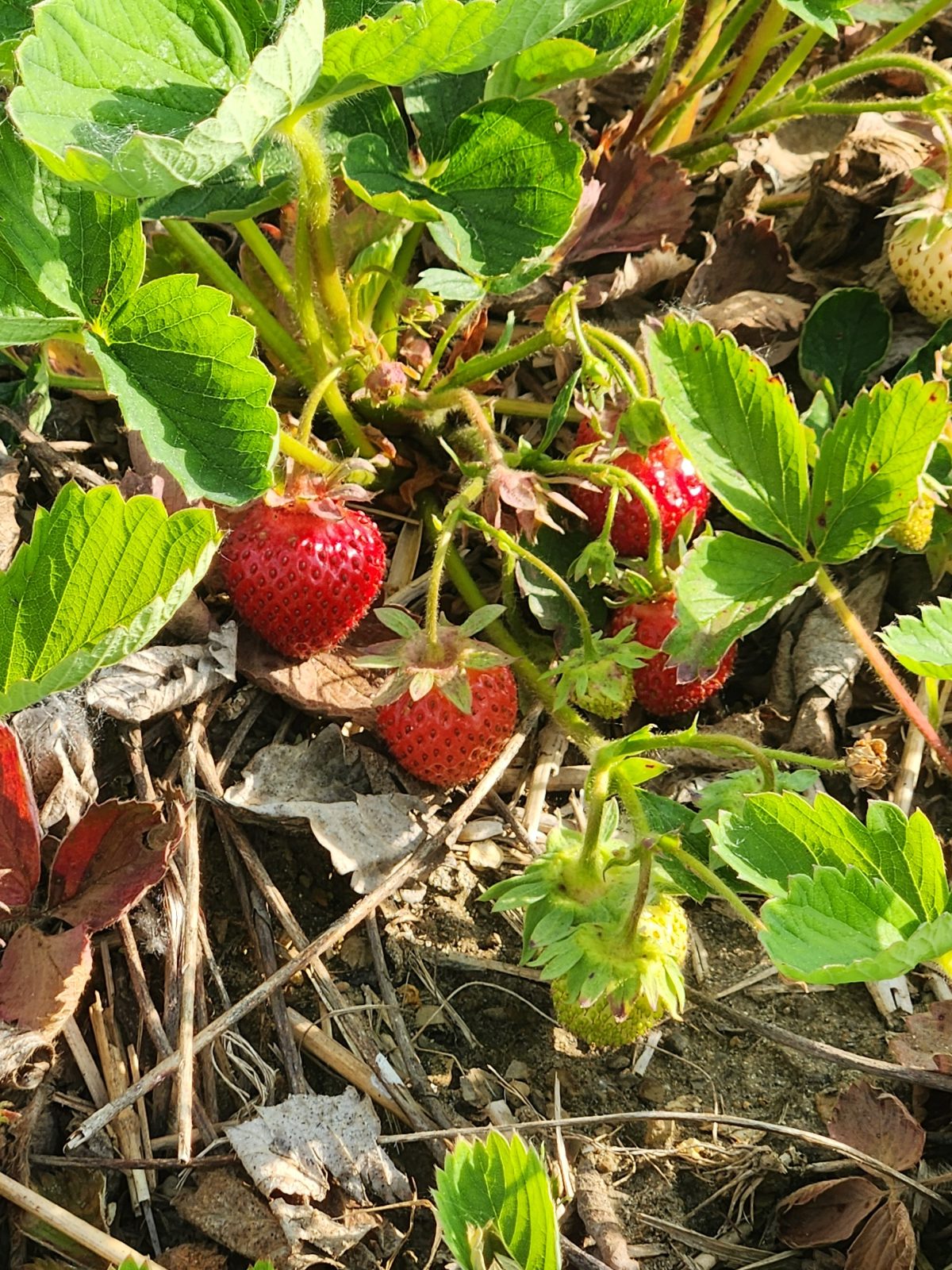 Cinq endroits pour cueillir des fraises à Laval