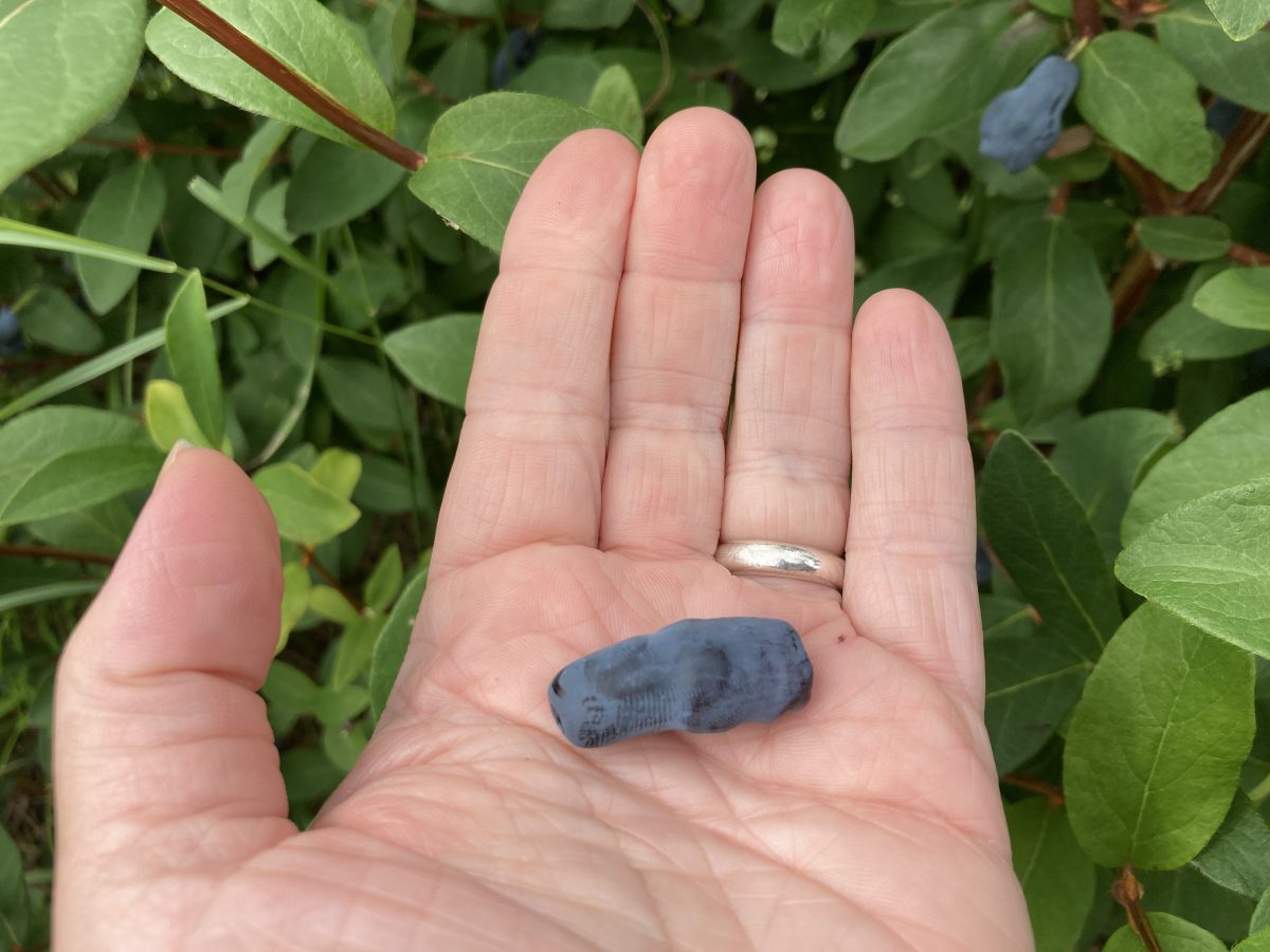 Autocueillette de camerise et baie de goji au Verger des Îles de Saint ...