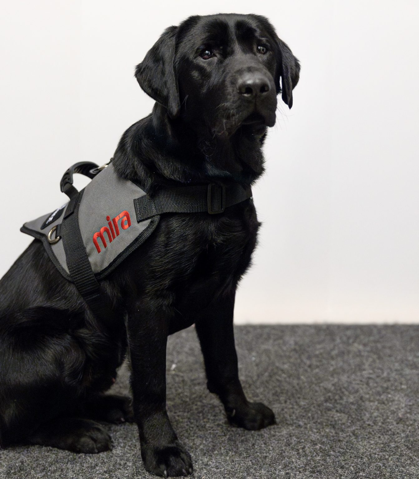 Un nouveau chien d'assistance entre en service au palais de justice de ...