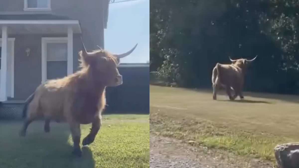Un piège pour attraper les deux vaches en cavale à Laval