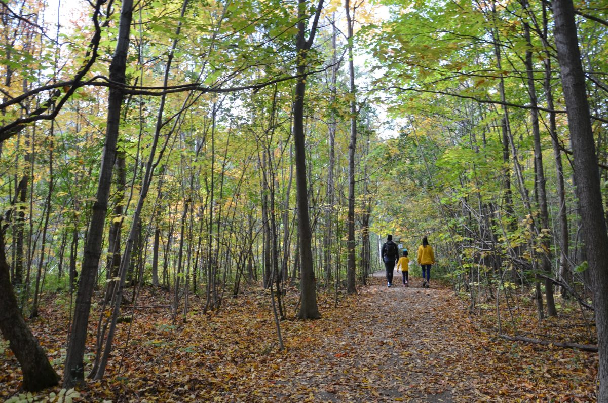Forêt urbaine : des partis présentent leurs priorités